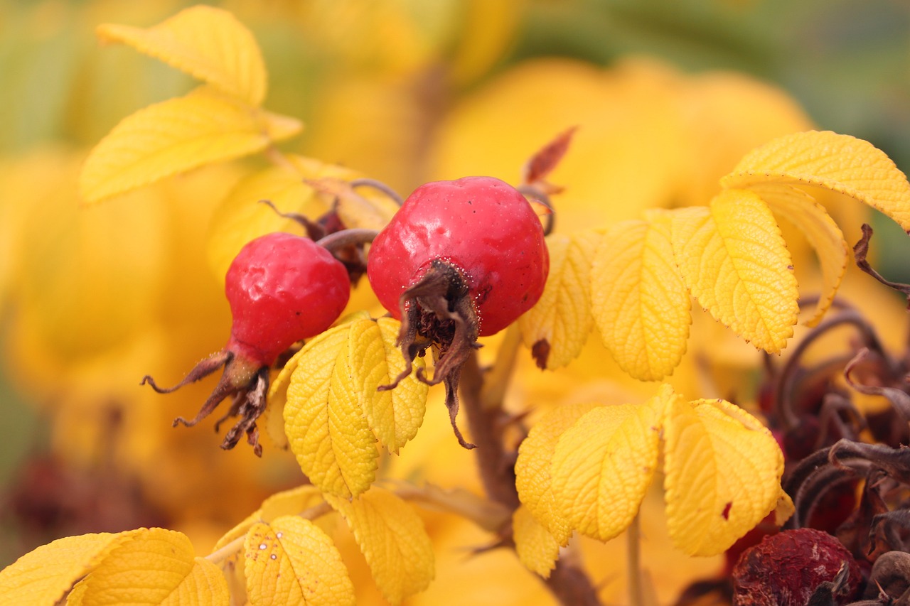 Šípková sezóna je tu: kdy a jak sbírat šípky? | Walmark